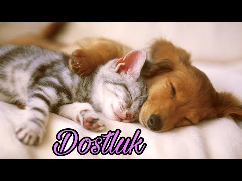 Gerçek Dostluklar Nasıl Başlıyor? İlişki Sorunlarının Tetikleyen Nedir? Dostluk Bağı Nasıl artar?
