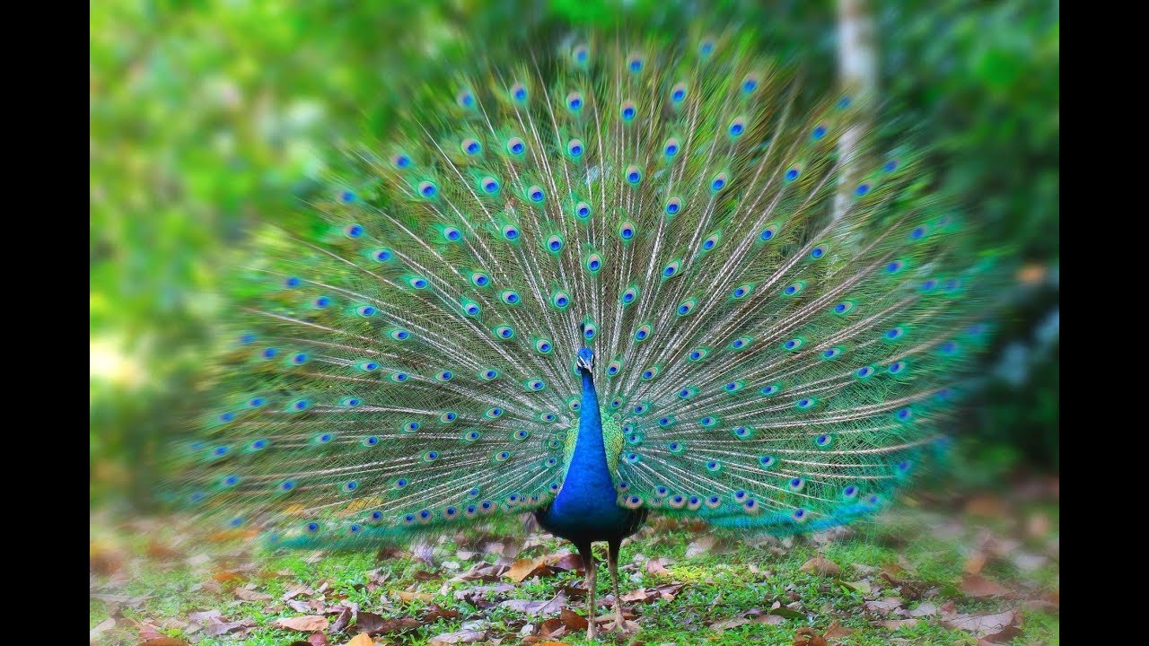 Moyur pakhi/ Peacock/ময়ূর - YouTube