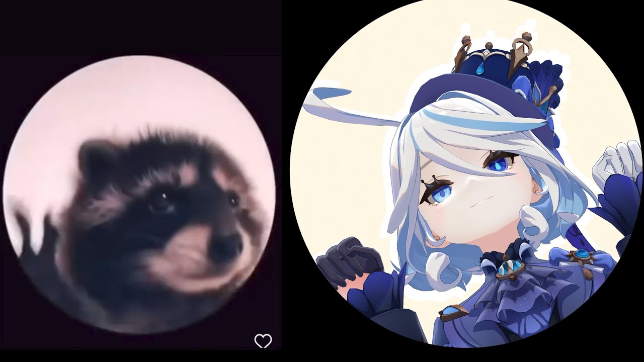 Furina Dancing The Pedro Raccoon Dance - YouTube