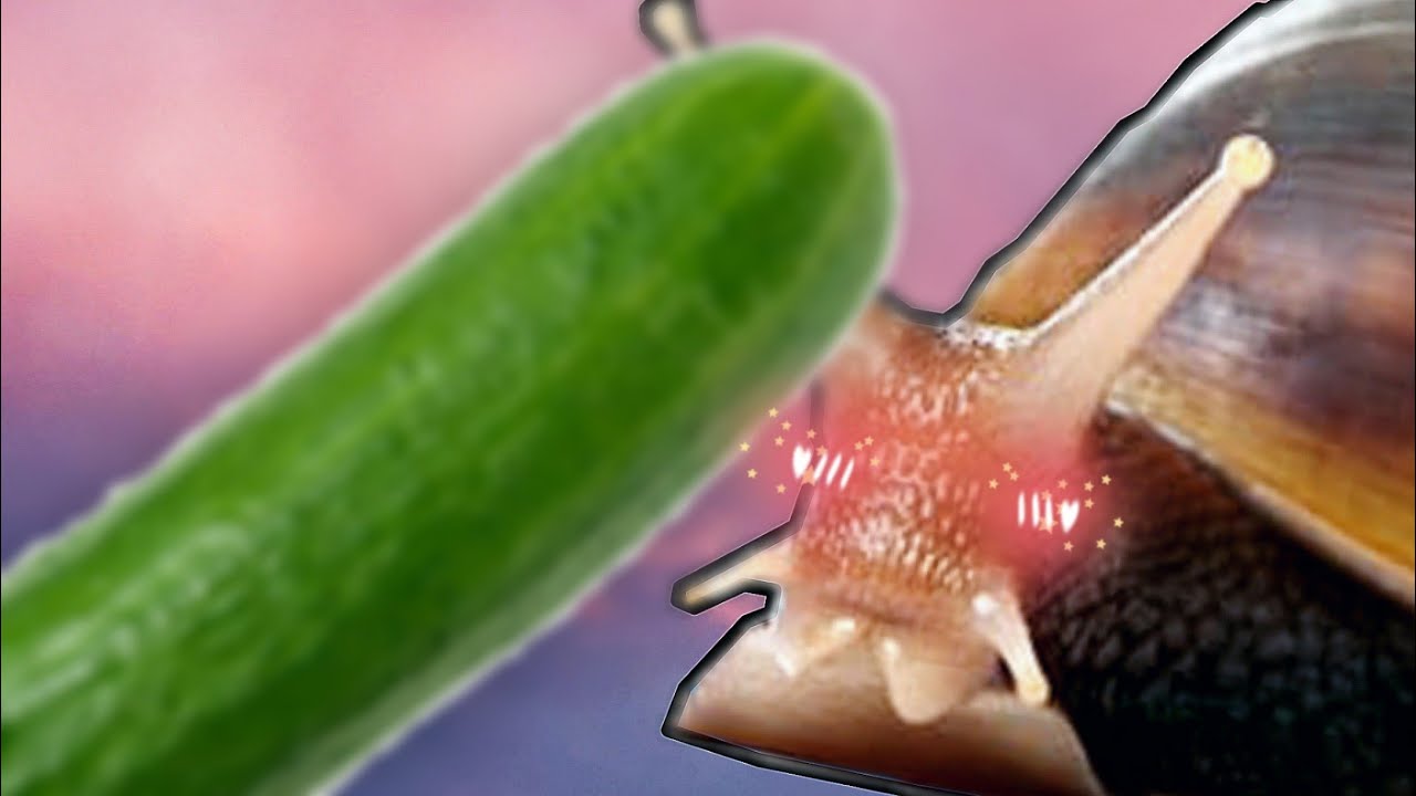 My Giant African Land Snail destroyed the cucumber and now I'm ...