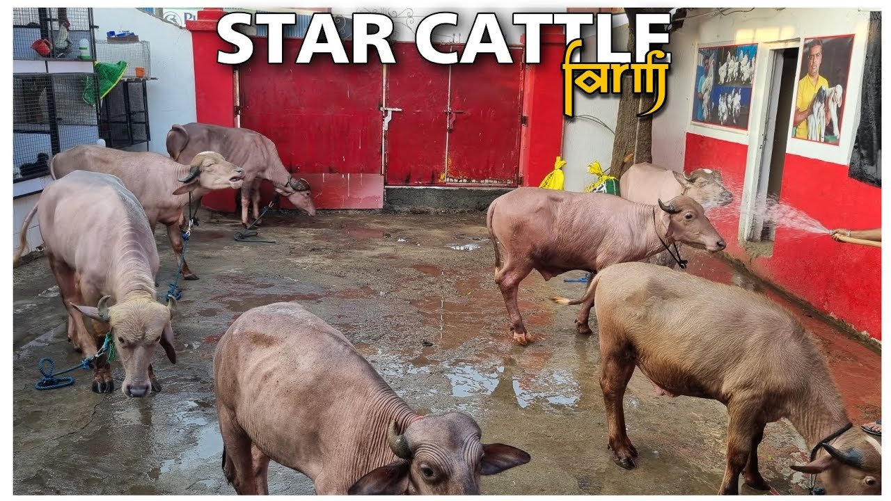 STAR CATTLE FARM ke Buffalo 🐃 at STAR GOATS FARM Asif STD 88798 09944 ...