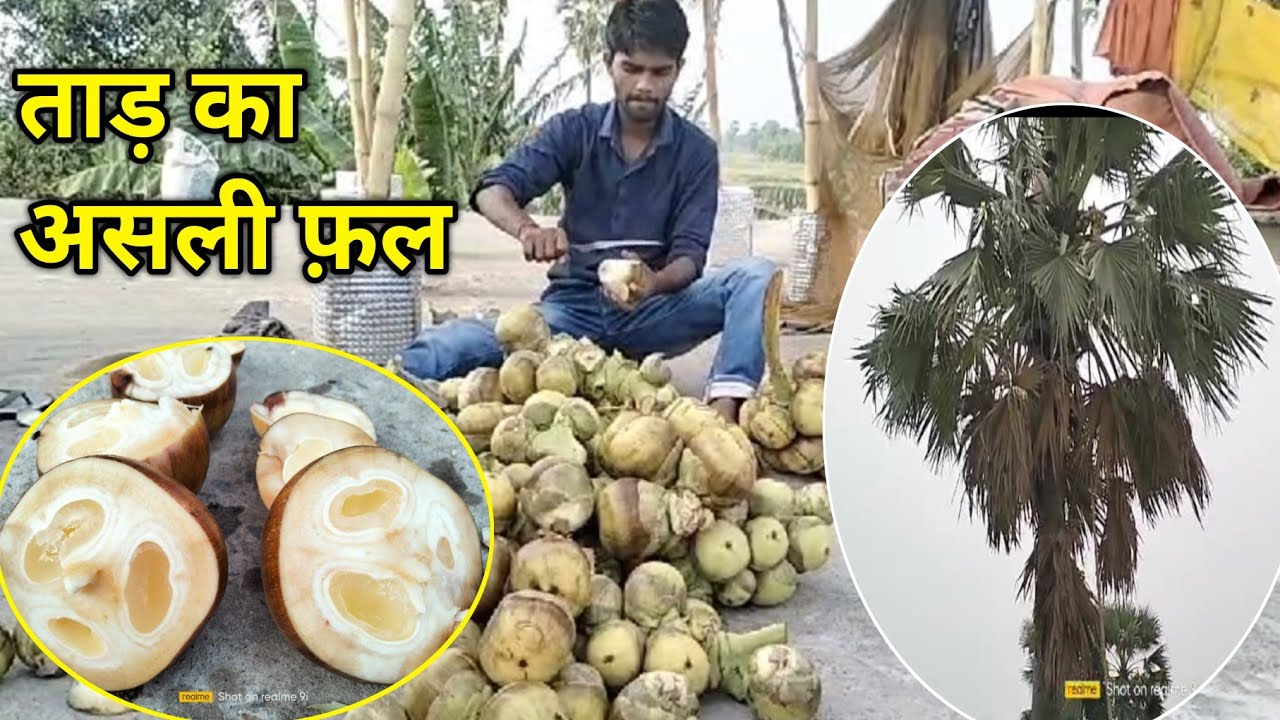 ताड़ के ऊंचे पेड़ 🌴 पर चढ़कर फ़ल तोड़ा। Taad ka phal 🍊 kaisa hota - YouTube