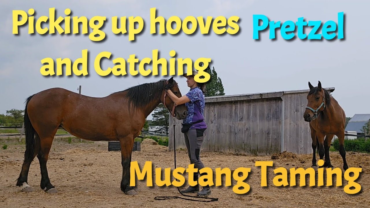 Mustang Taming: Catching, picking up feet, and establishing friendly ...