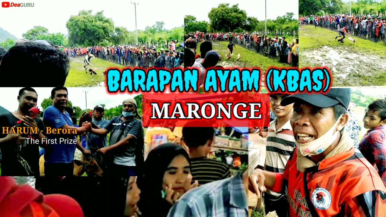 Desa Maronge ||Barapan Ayam (KBAS) - YouTube