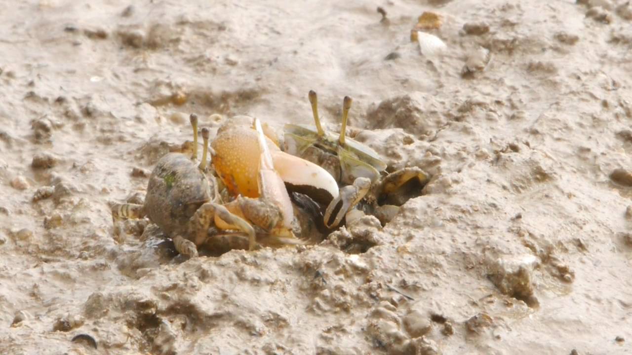 Fiddler Crab Fight - YouTube