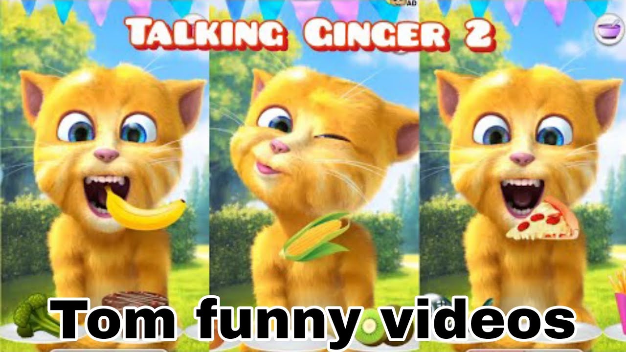 Talking Ginger Funny Video ll Talking Ginger Cat 🐈 ll Cat 🐈😺 😹 ...