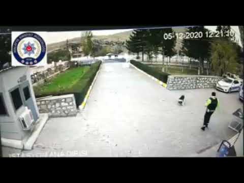 Ayağı Kırık Köpeğe Malatya Emniyeti Sahip Çıktı