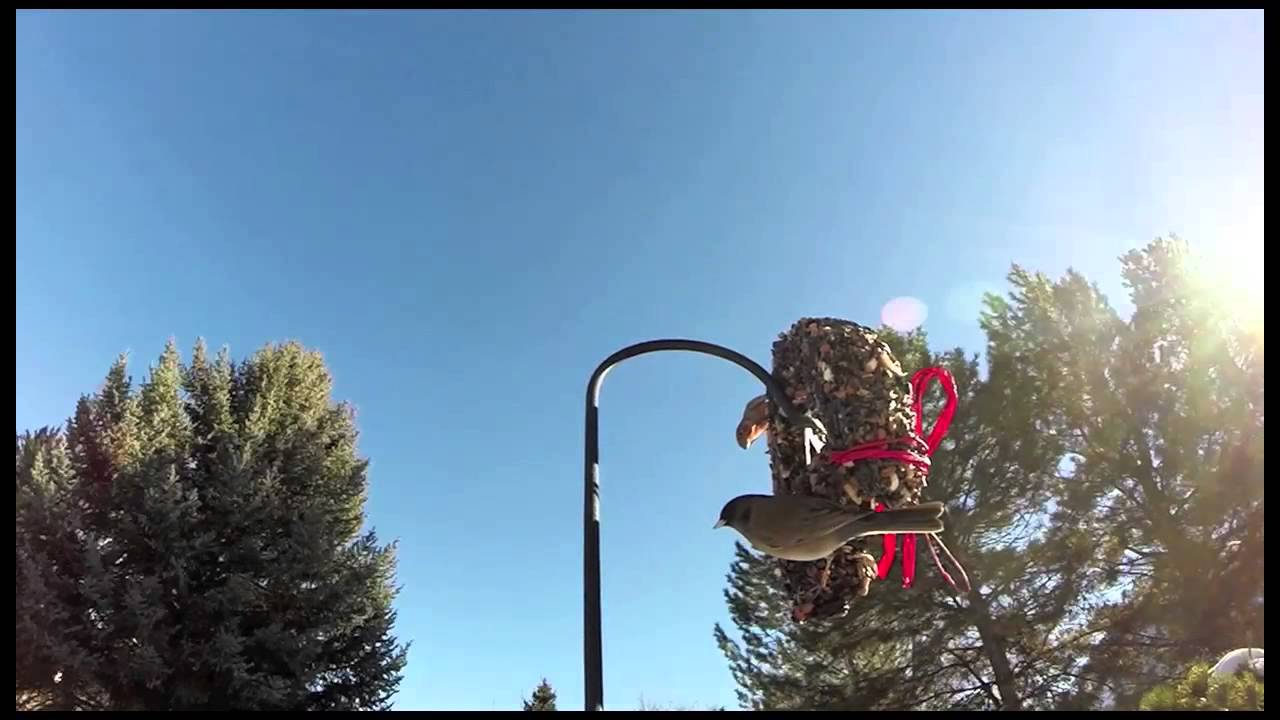 Bird Watching With the GoPro Hero 3 - YouTube