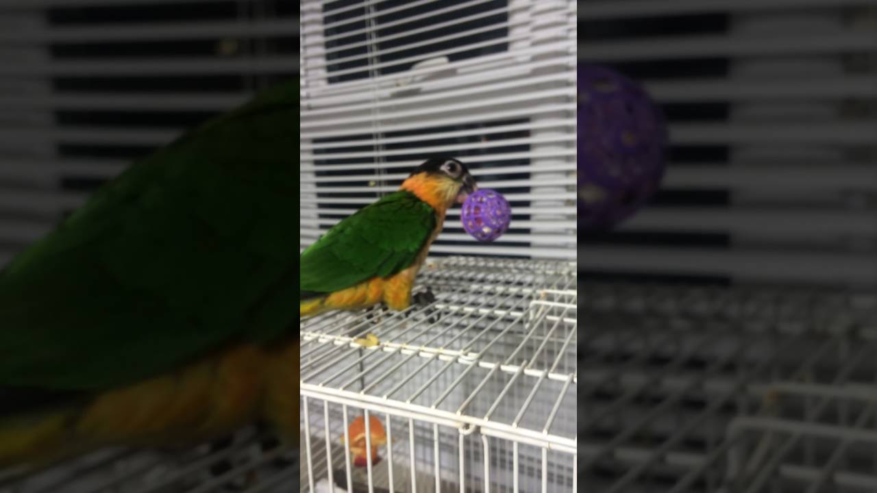 Baby caique playing - YouTube
