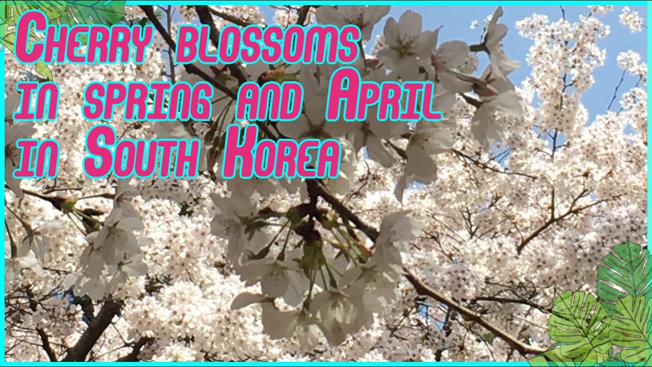 Cherry blossoms in spring and April in South Korea - YouTube