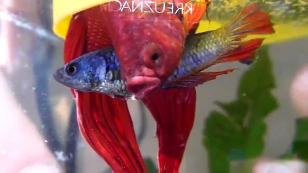 Extreme Closeup - Bettas Spawning under Bubblenest - YouTube