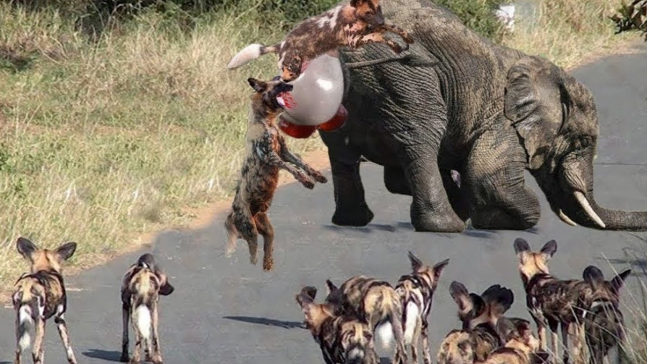 15 Scary Scenes When Predators Had No Merci And Killed Baby Animals ...