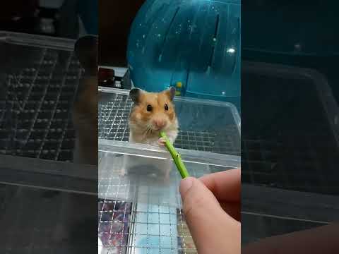 Can hamster eat sweet potato leaves? - YouTube