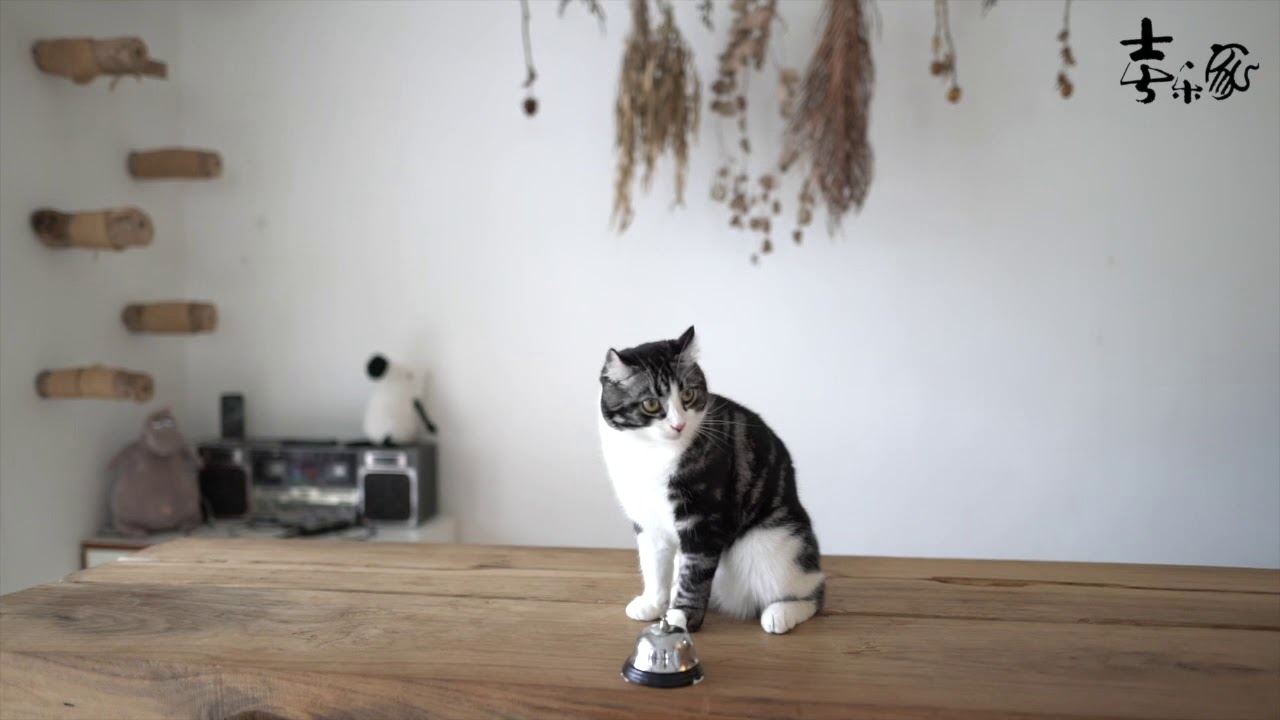 cat training game 3 - YouTube
