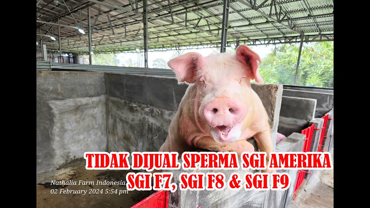 TIDAK DIJUAL SPERMA SGI F7, SGI F8 dan SGI F9 - YouTube
