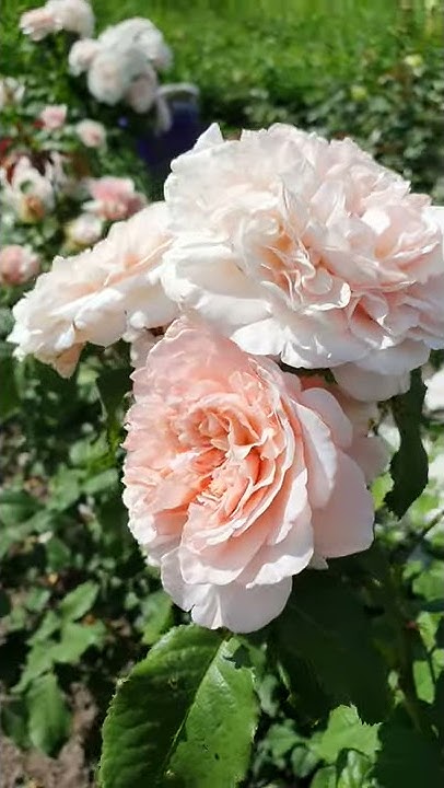 EDROSES/Роза 🌹 Роз де Толбиак (Rose de Tolbiac ) , Kordes Германия ...
