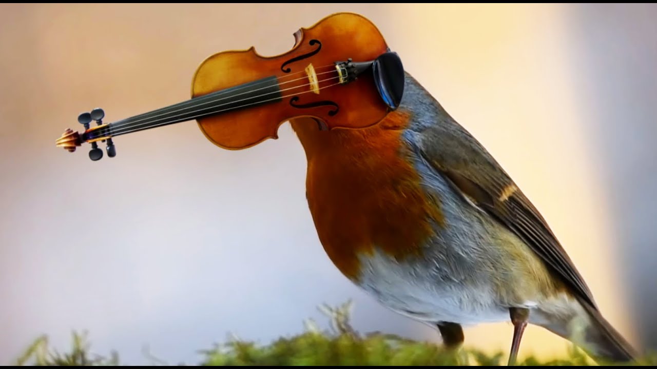 Who put so many animals in classical music? - YouTube