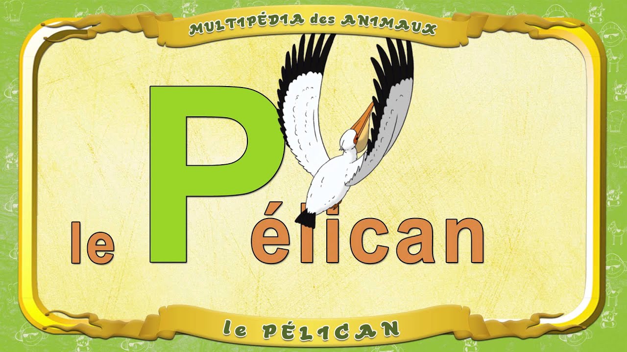 Multipédia des animaux - La lettre P - le Pélican - YouTube