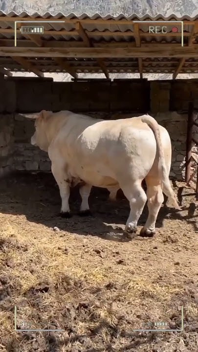 🔴 CHAROLAIS Ganado De Engorde - YouTube