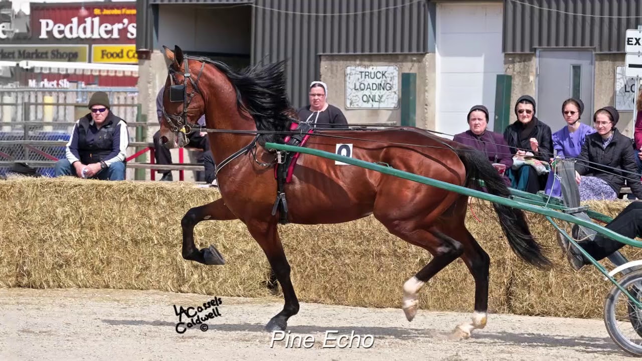 Great Canadian Stallion Parade 2018 - YouTube