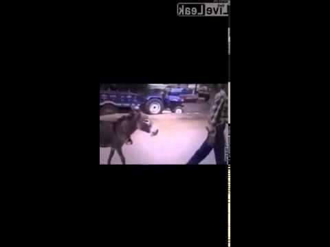 five legged donkey - YouTube