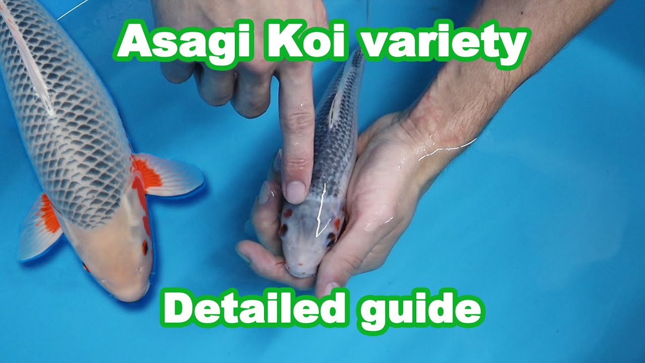 Asagi Koi fish variety – Development and selection [KOI GUIDE] - YouTube