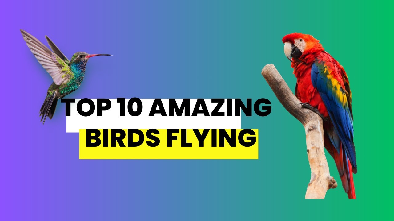 "Top 10 Amazing Birds Flying | Fun Bird Facts for Kids!" - YouTube