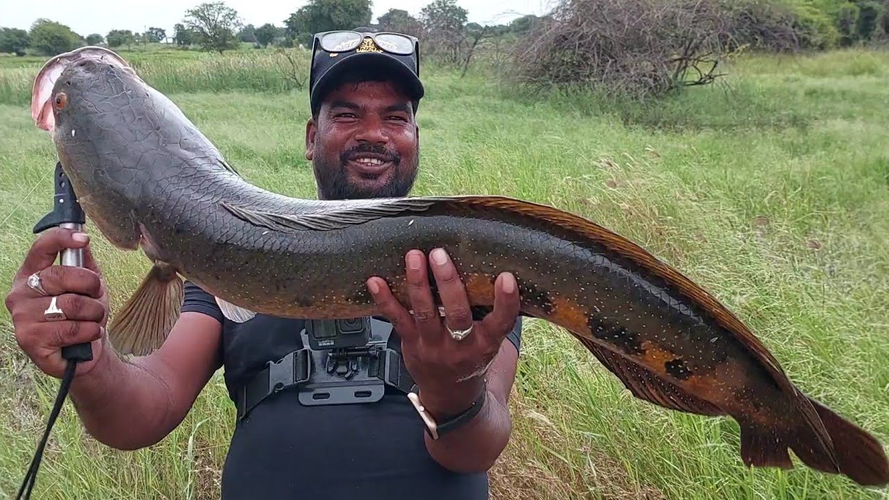 Fishing | Big Murrel Fishing Video | Big fish catching | Fishing Videos ...