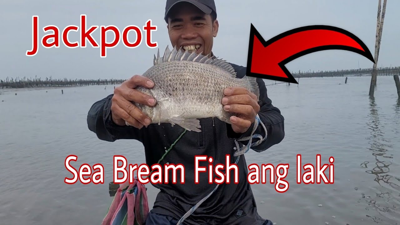 Catch and Cook / Sea Bream fish ang laki / Sinabawan and pritong Sea ...
