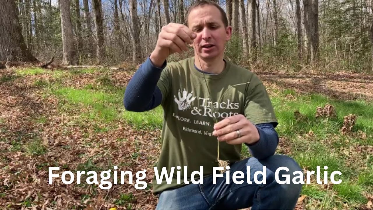 Wild Field Garlic Video - YouTube