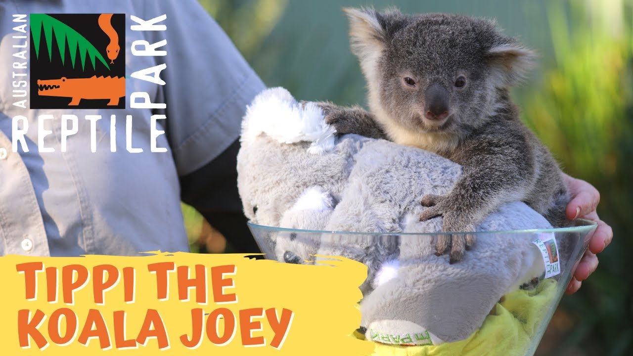 KOALA JOEY GROWING UP! 6 MONTHS VS 7 MONTHS | AUSTRALIAN REPTILE PARK ...
