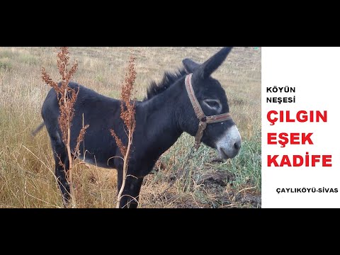 ÇILGIN EŞŞEK KADİFE -Eşek sesi anırması/Oğuzhan büyük