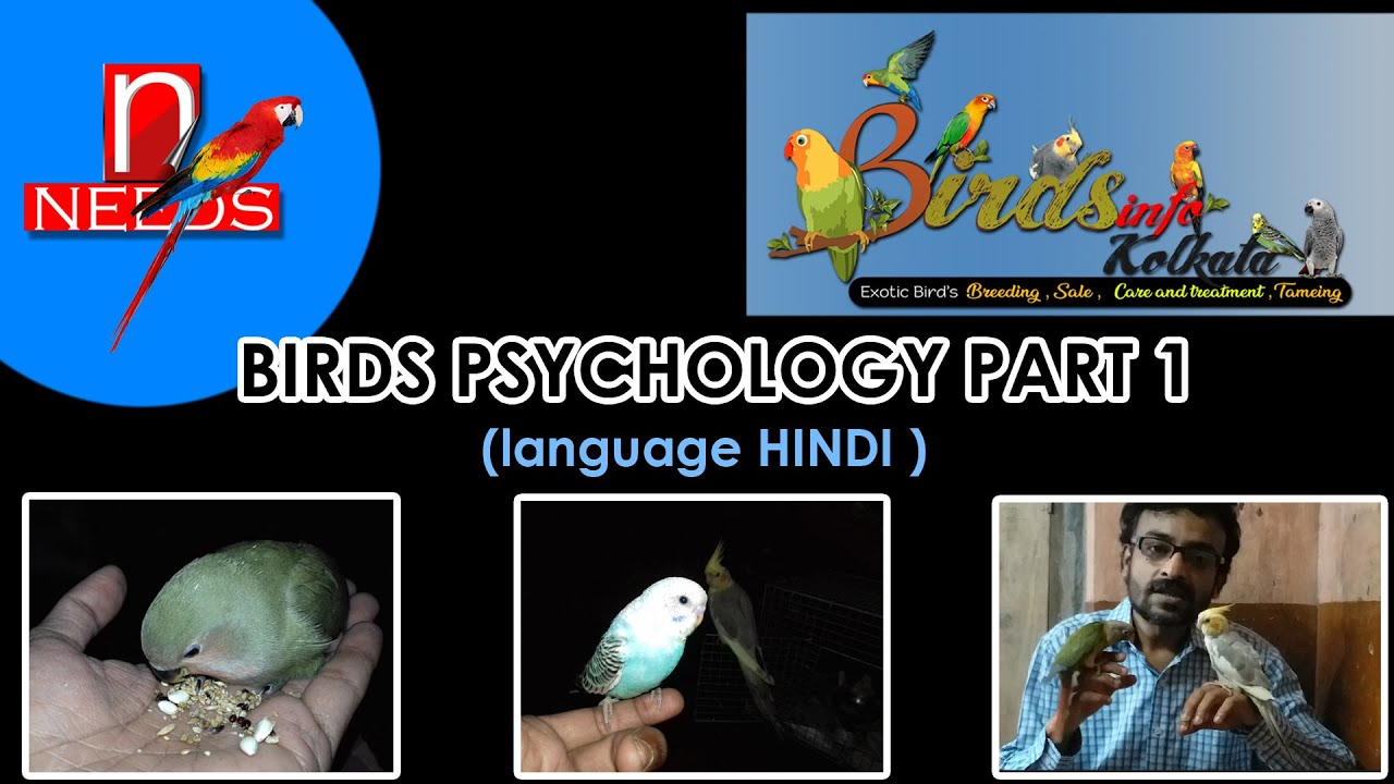 BIRDS PSYCHOLOGY PART 1 - YouTube