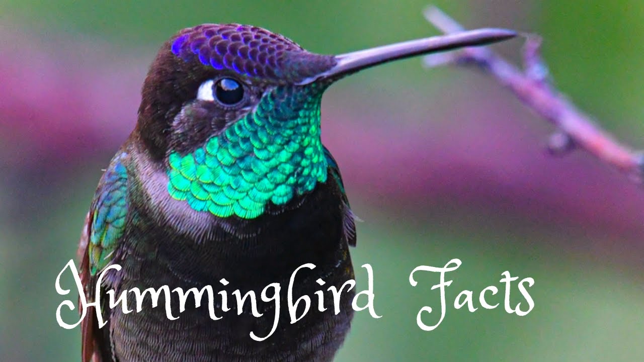 Hummingbirds Facts #hummingbird #facts #funfacts #funfacts # ...