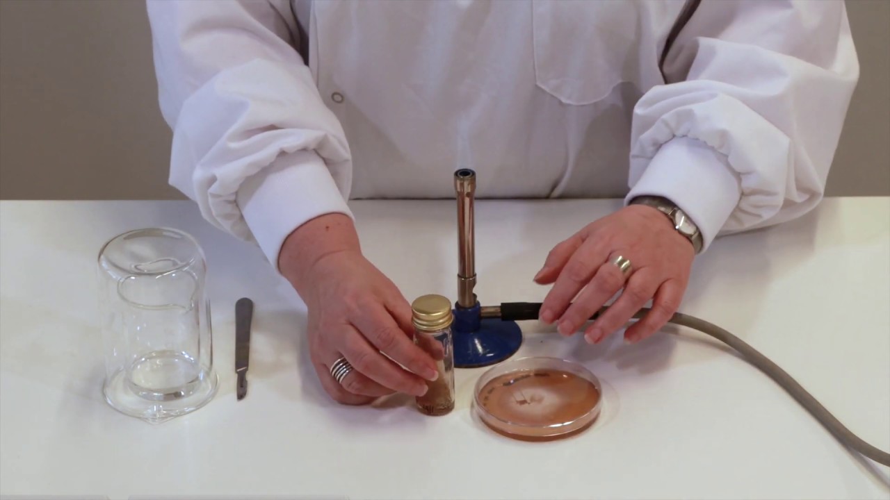 Fungal solid to slope transfer using a scalpel technique - YouTube