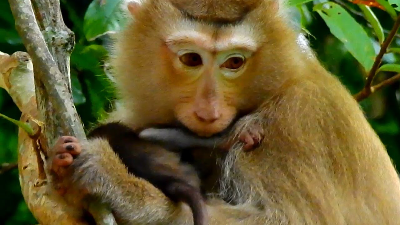 It`s Not Luck At All Brady.. Rose Monkey Unbelievable Biite Brady ...