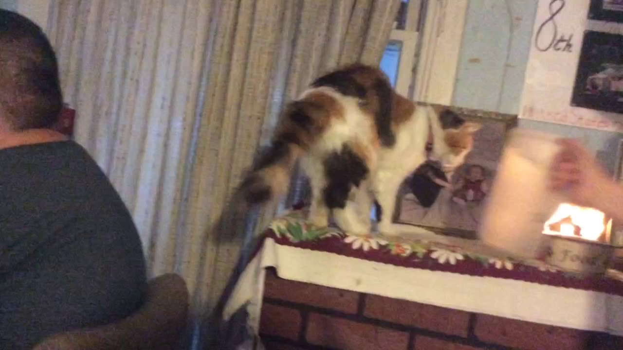 My cat Sweetie Belle scratch the wall. Noddy cat - YouTube
