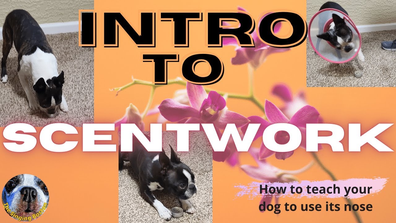Intro to Scent Work (Nose Work) Episode 1 - YouTube