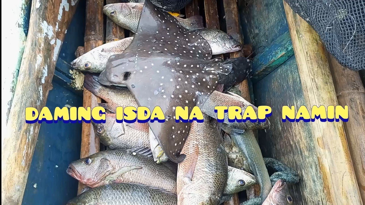 panoorin ang pag trap namin ng mga isda. GROUPERS (LAPU-LAPU, STINGRAY ...