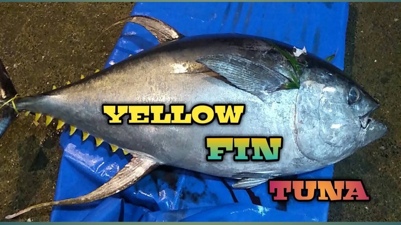 ILOILO FISHING PORT - YouTube