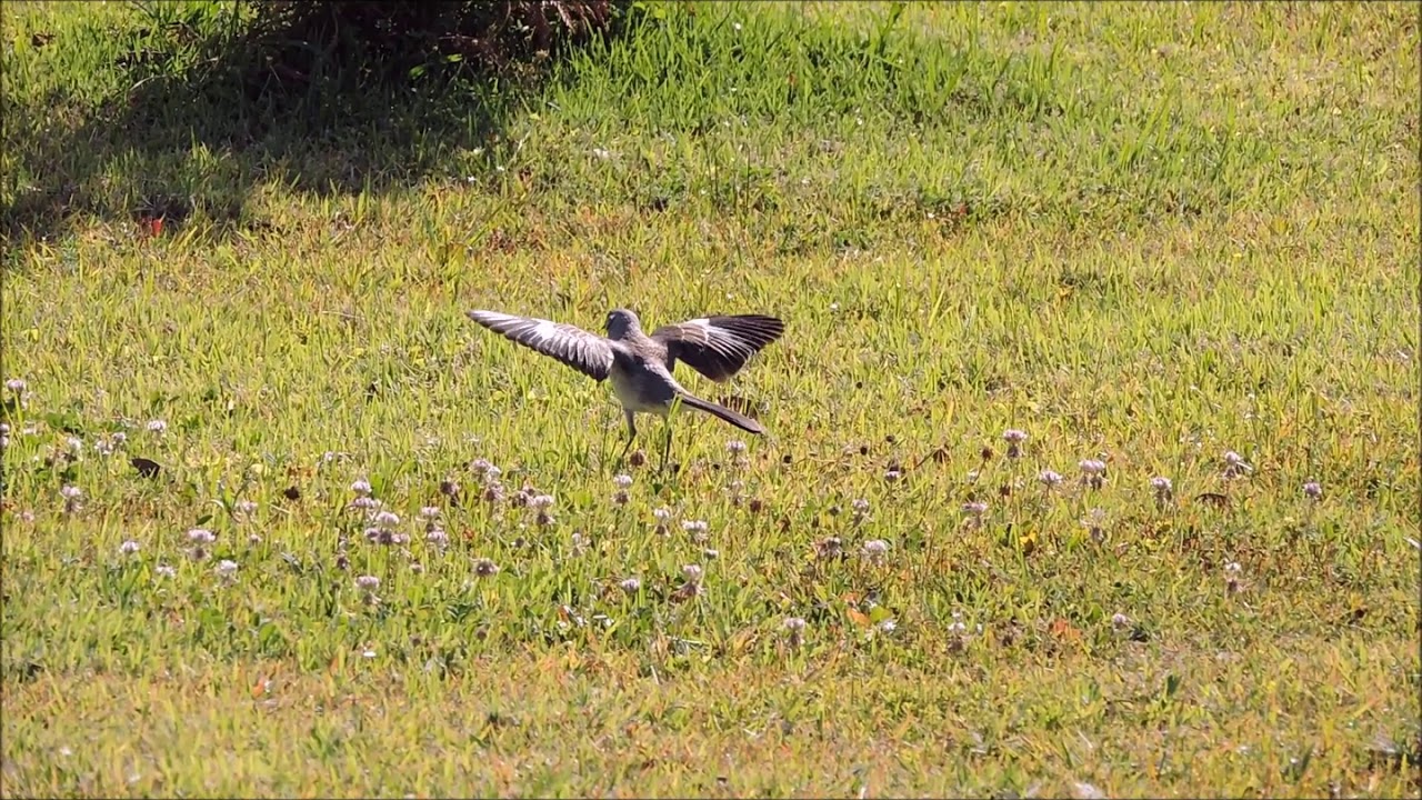 Mockingbird wing-flash display - YouTube