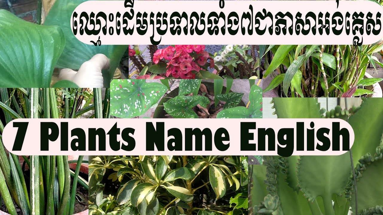 7 Plants Name English ឈ្មោះដើមប្រទាលទាំង៧ជាភាសាអង់គ្លេស - YouTube