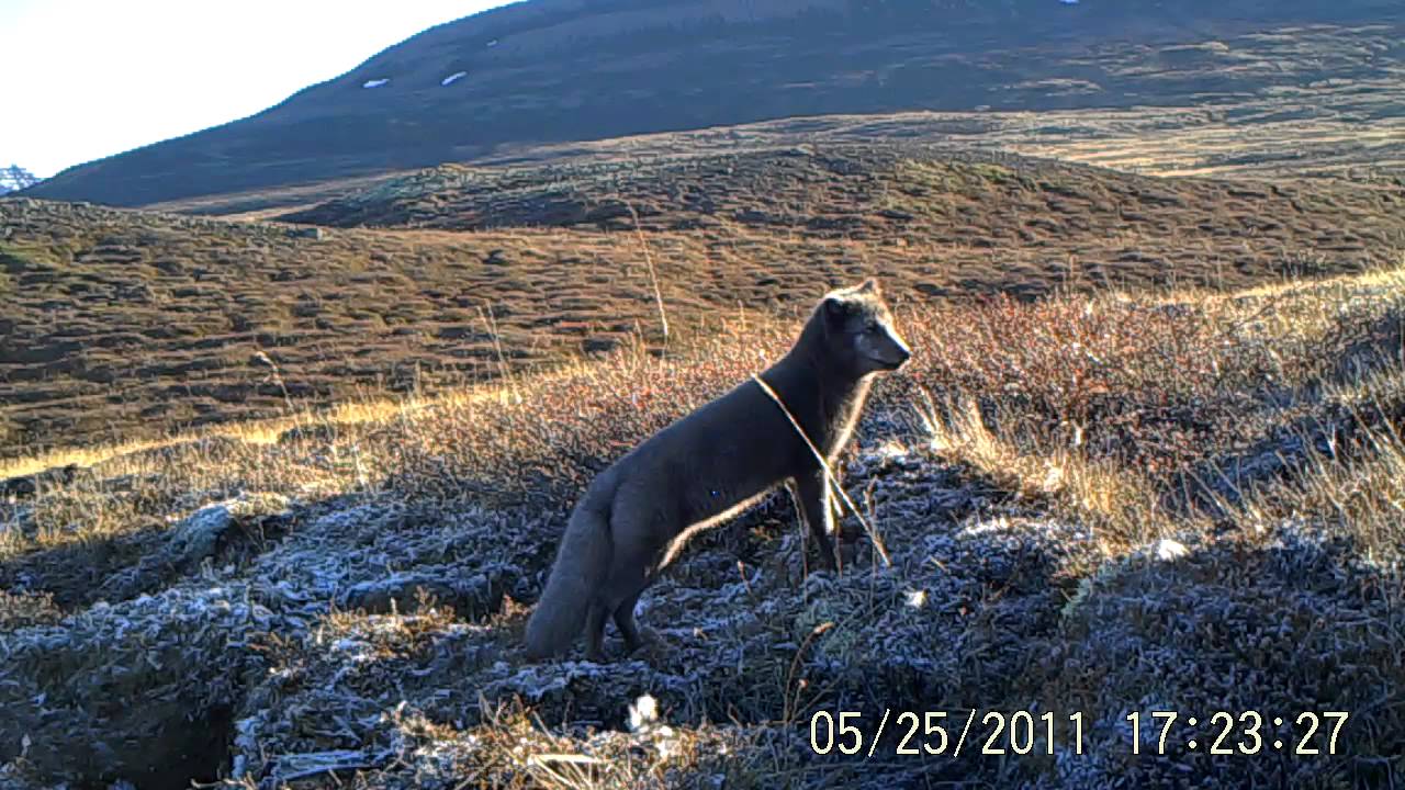 Refur í æti - YouTube