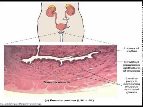 Histology of the urethra - YouTube