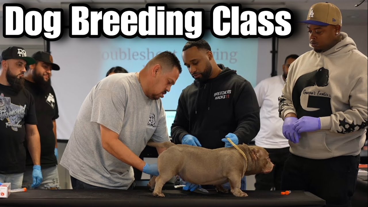 Dog Breeding Mentorship & Canine Reproduction Seminar! - YouTube