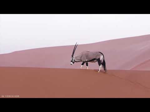 Gemsbok Oryx Gazella