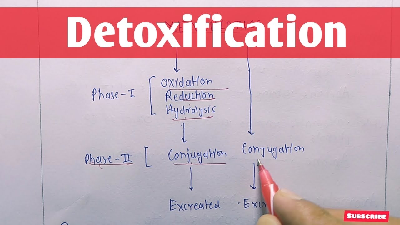 Detoxification | Metabolism of Xenobiotics | Conjugation Reactions ...
