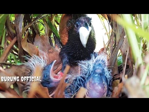 Anak bubut alang alang umar tiga hari di kasih makan lipan berbisa ...
