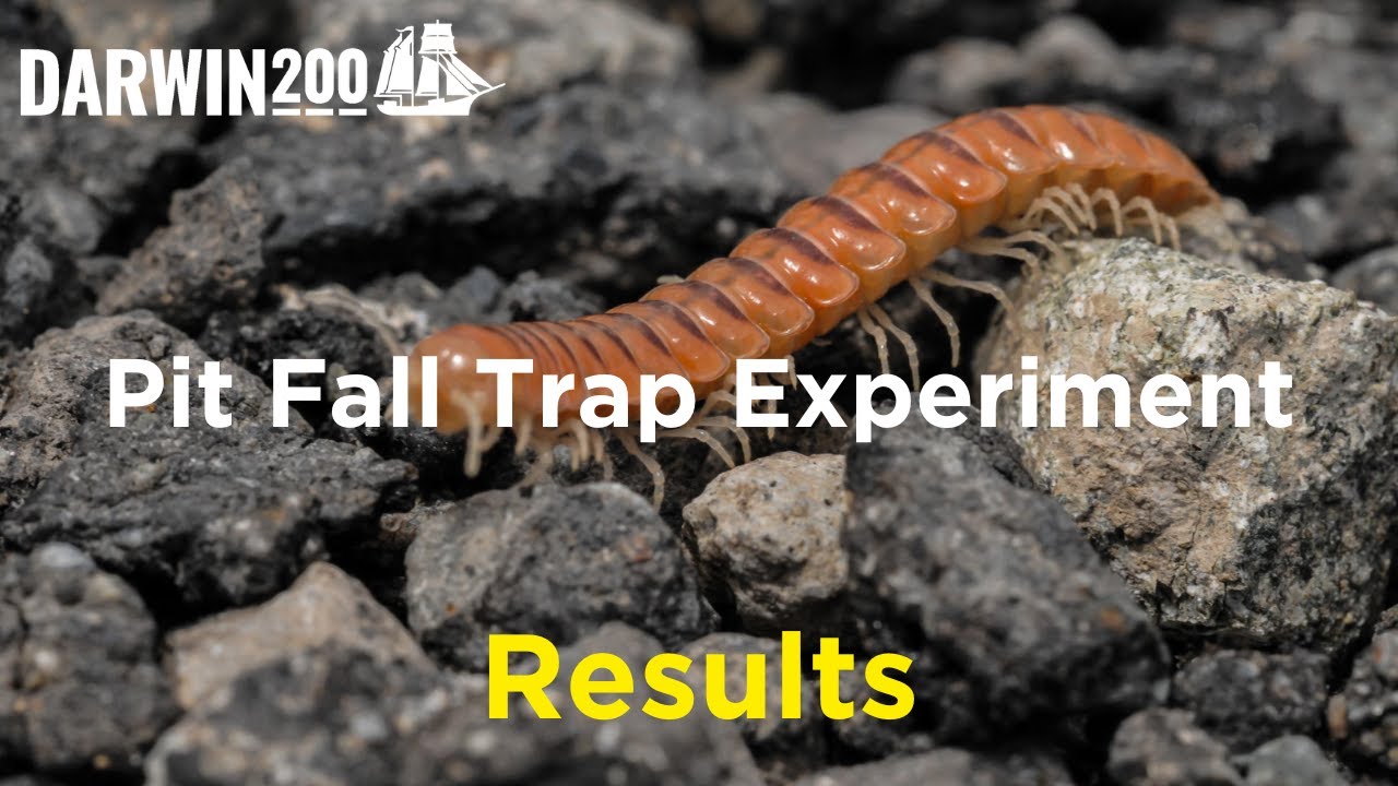 RESULTS - Pit Fall Trap Experiment (Segment from World's Most Exciting ...