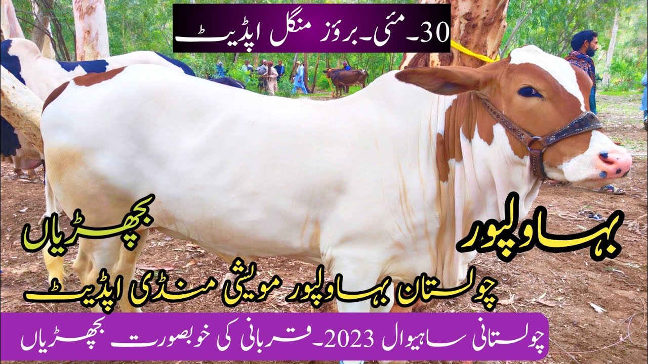 Cholistan Bahawalpur cow mandi |info sahiwal cholistani Bachriyan| Date ...